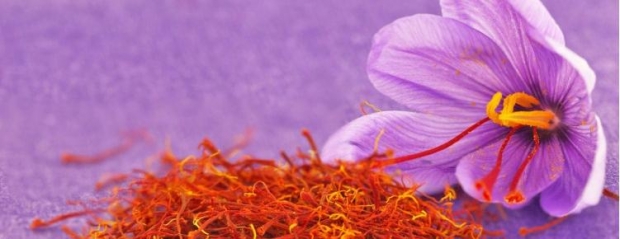 Shafrani mbreti i medikamentevesë fundmi mbillet në Shqipëri ...