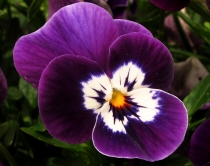 Lule Vjollca, e bukur, kuruese,ushqyese dhe me shije të mirë ...