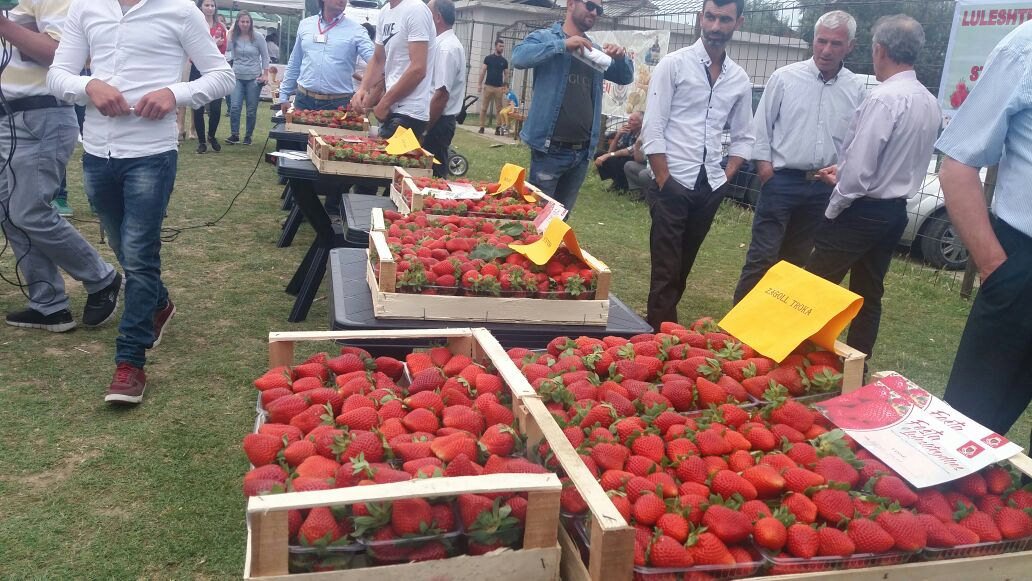 Festa e luleshtrydhes në Frakull, fermerët shfaqin “xhevahirët” e tyre ...