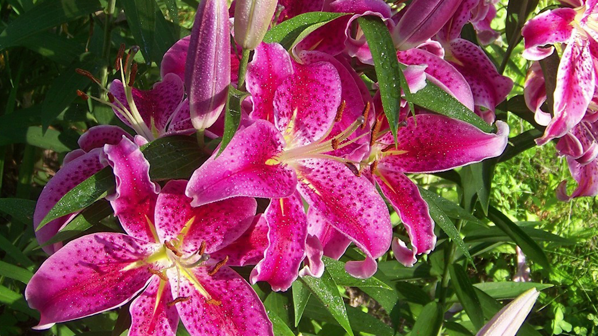 Një lule për çdo muaj, karakteristikat dhe të veçantat e secilës ...