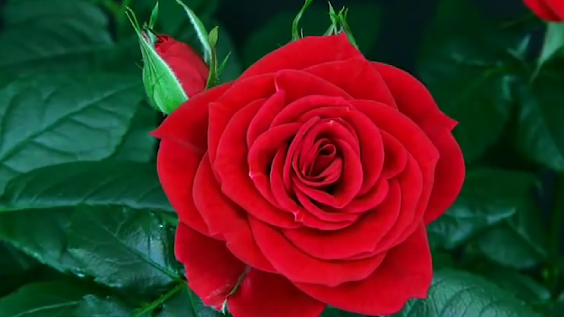 Një lule për çdo muaj, karakteristikat dhe të veçantat e secilës ...