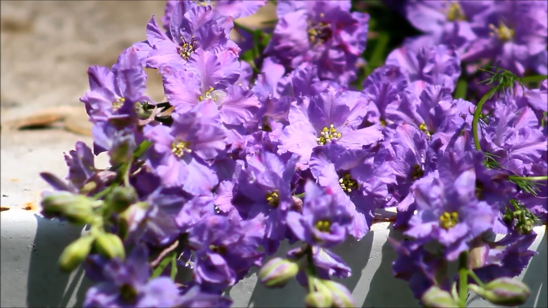 Një lule për çdo muaj, karakteristikat dhe të veçantat e secilës ...