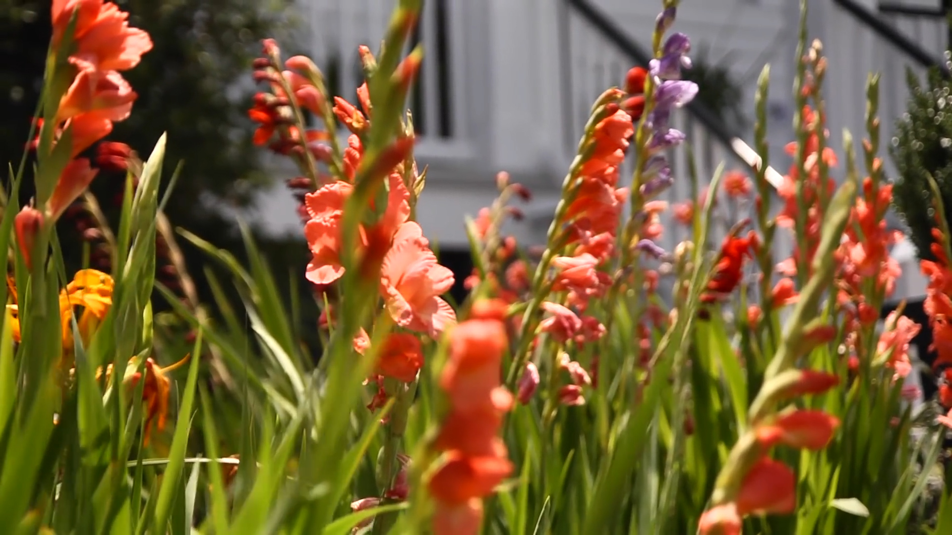 Një lule për çdo muaj, karakteristikat dhe të veçantat e secilës ...