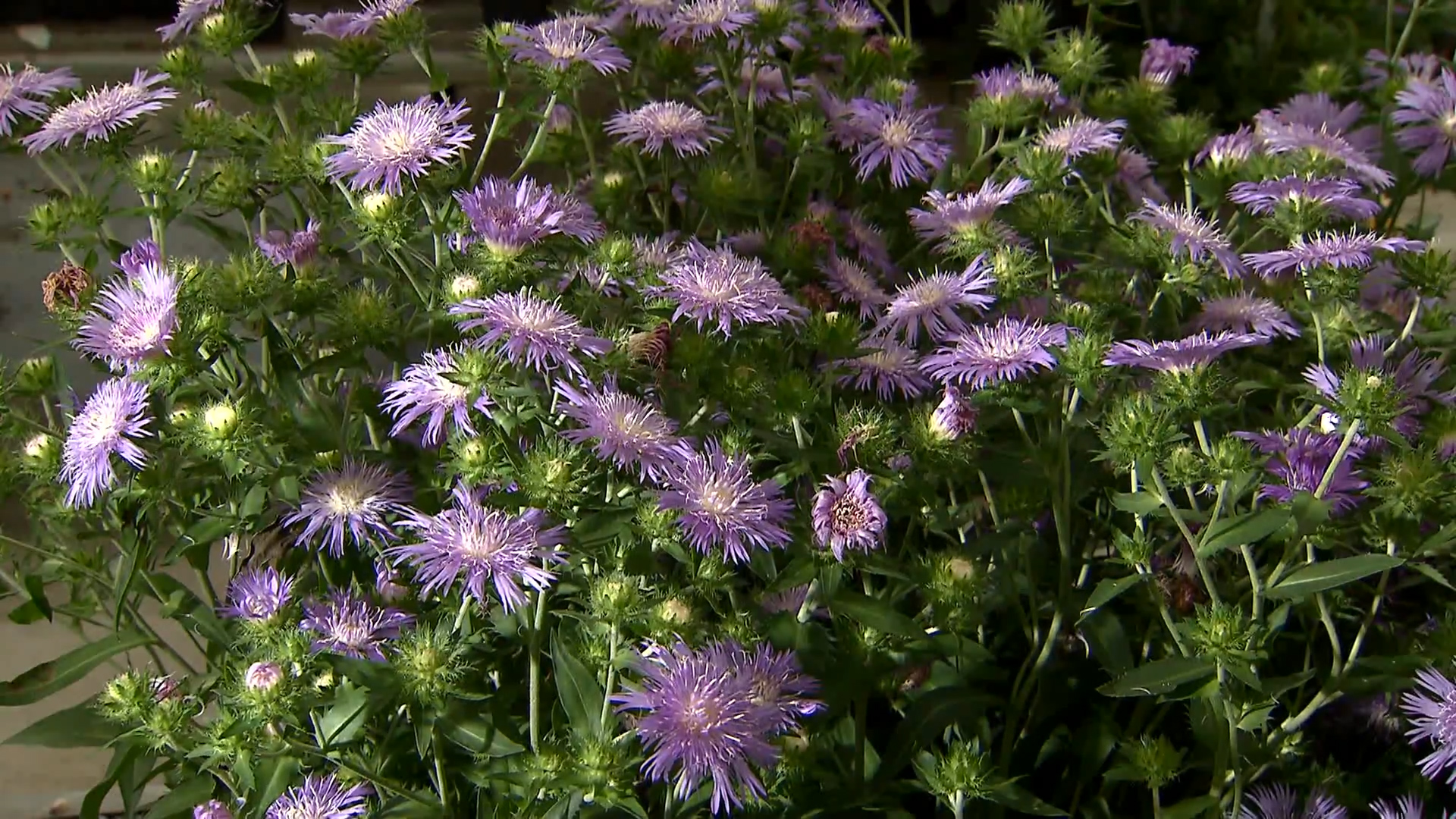 Një lule për çdo muaj, karakteristikat dhe të veçantat e secilës ...