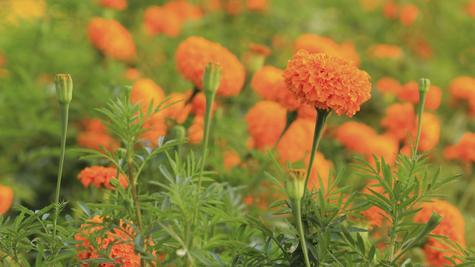 Një lule për çdo muaj, karakteristikat dhe të veçantat e secilës ...